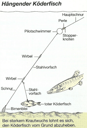 Hecht Montagen Mit Koderfisch