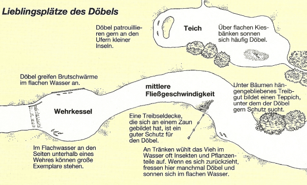 Döbel, Angeln, Ernährung, Vorkommen, Köder