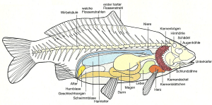 Fisch, Körperbau, Funktion und Lebensweise des Fisches